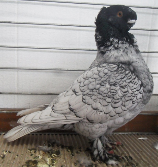 Oriental frill pigeons - Pigeons fall