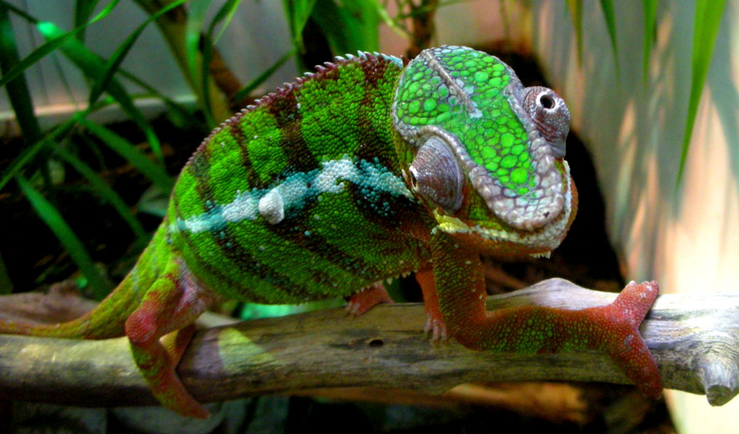 Chameleon | Wallpapers Gallery
