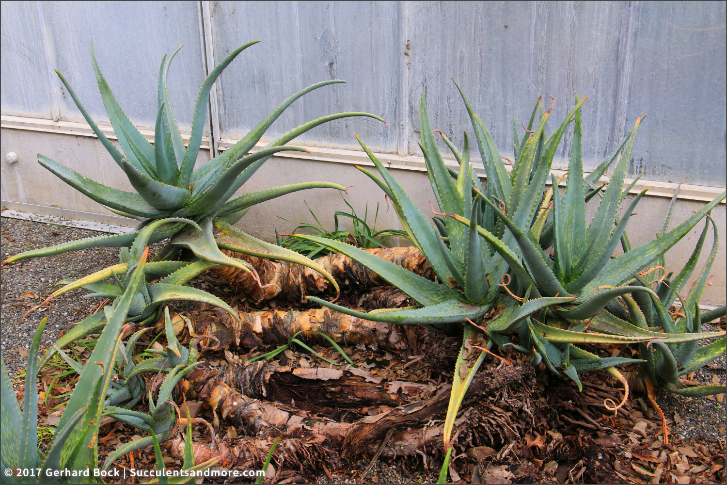 First 2017 await at the aloes at UC Davis