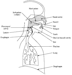 MY ENGLISH CLASS CORNER: Class 002: Introduction on Phonology