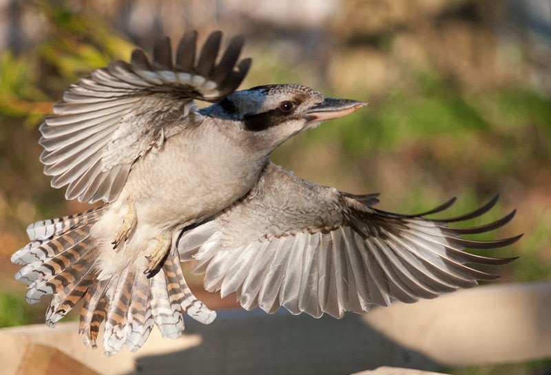 Animals World: latest pictures of kookaburra birds gallery
