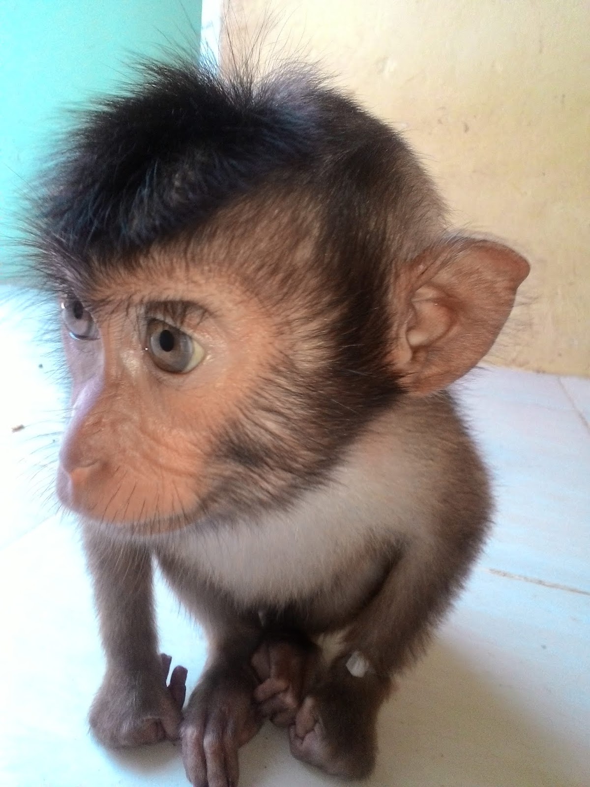 Beruk Indonesia: 2019