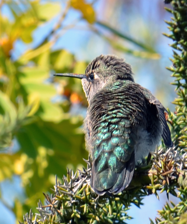 Nikoncole= Nikon + Niccole: Hummingbirds