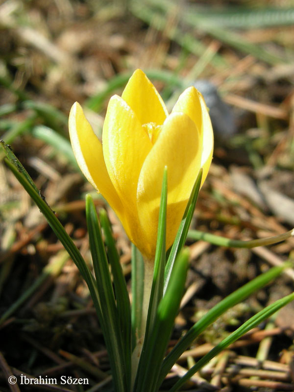 The Country Of Crocuses: Crocus sieheanus