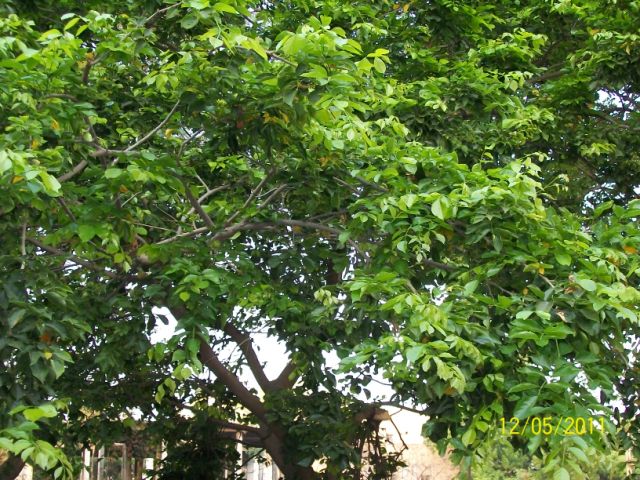 Prakruti -Mother Nature: Pongam Tree(Karanje) in Summer,