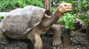 las islas galápagos : LA TORTUGA GEORGE