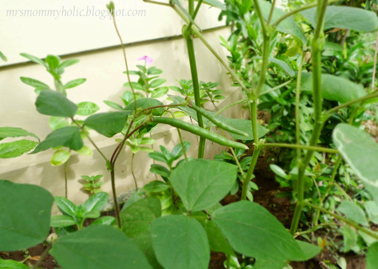 MrsMommyHolic: Our monggo plant