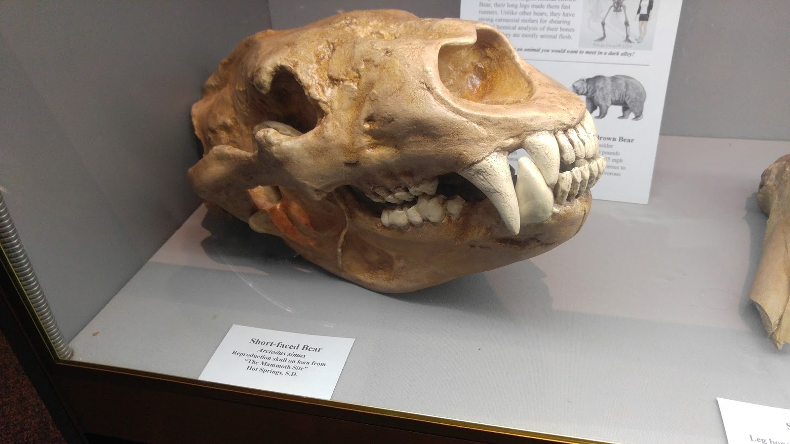 Travels of a Hobgoblin Taphophile: Fossil Stag Moose - Ohio History Center