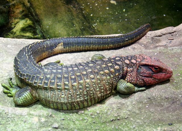 Caiman Lizard | Info-Facts and New Photos 2012 | The Wildlife