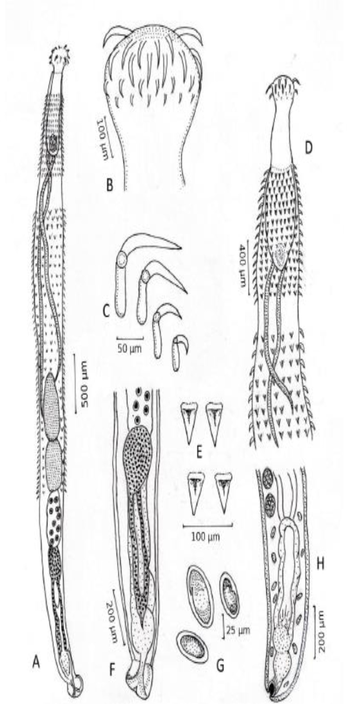 Acanthocephala ~ Dunia Hewan