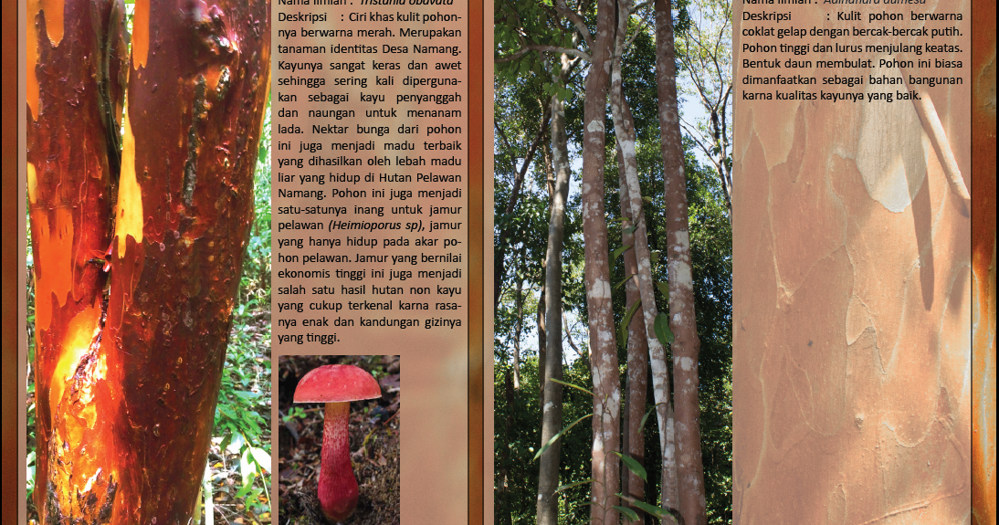 FLORA ~ Hutan Pelawan