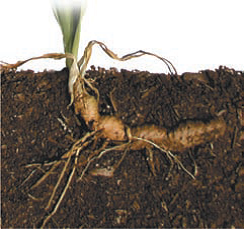 BIOLOGINYA BANUA: TIGA ORGAN DASAR TUMBUHAN: AKAR, BATANG, DAN DAUN