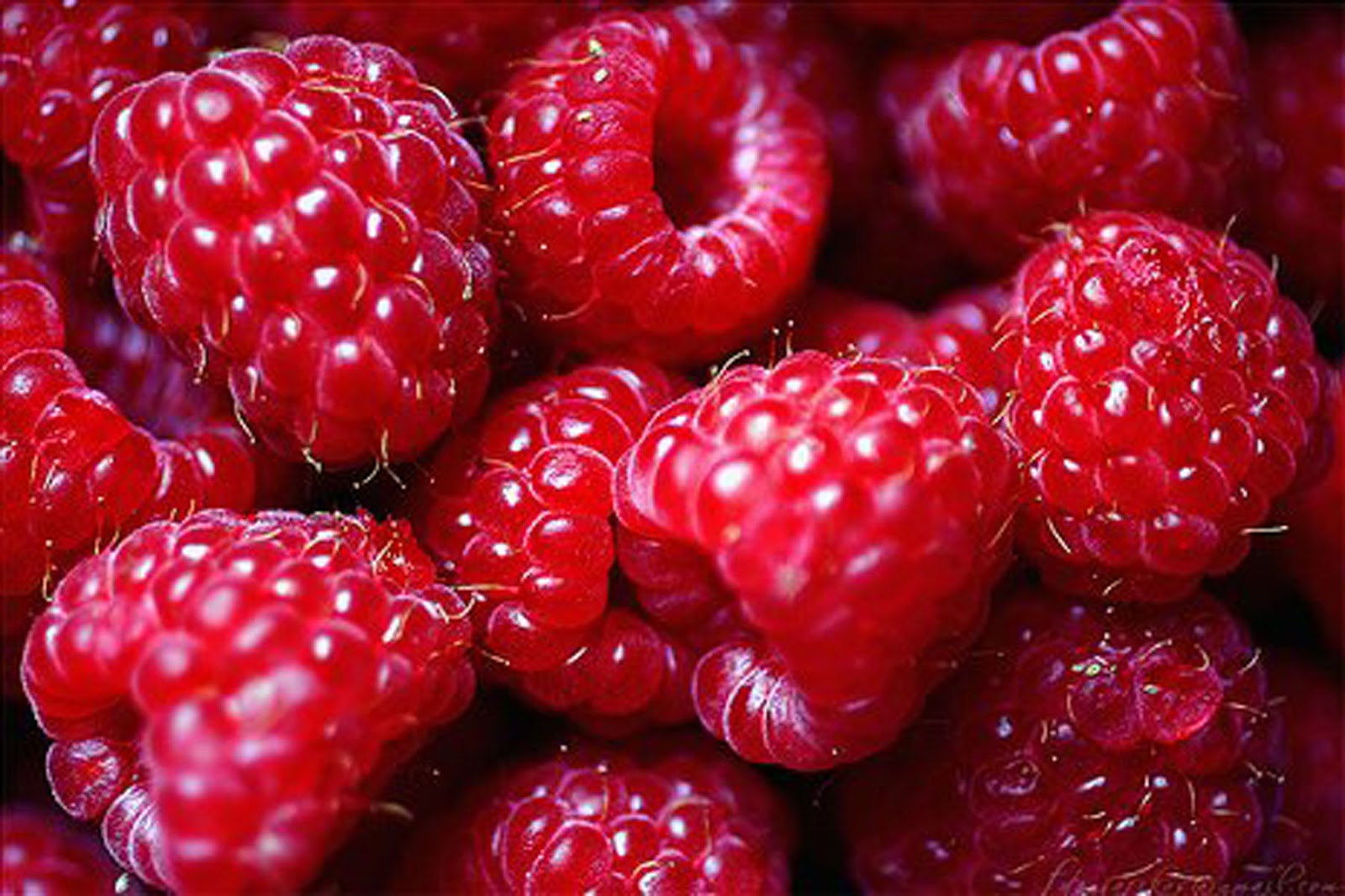 Gambar Buah Frambos (Raspberry) - Gambar Buah
