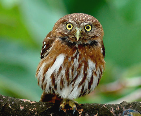 Bellas Aves de El Salvador: Glaucidium brasilianum (aurora, tecolote ...