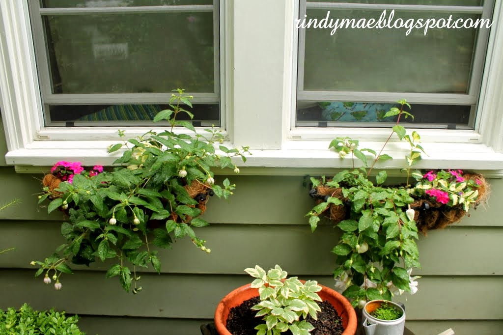 Rindy Mae: Fuchsias, Fuchsias, & More Fuchsias