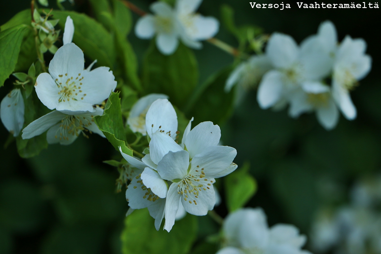 Versoja Vaahteramäeltä : Suloinen pihajasmike