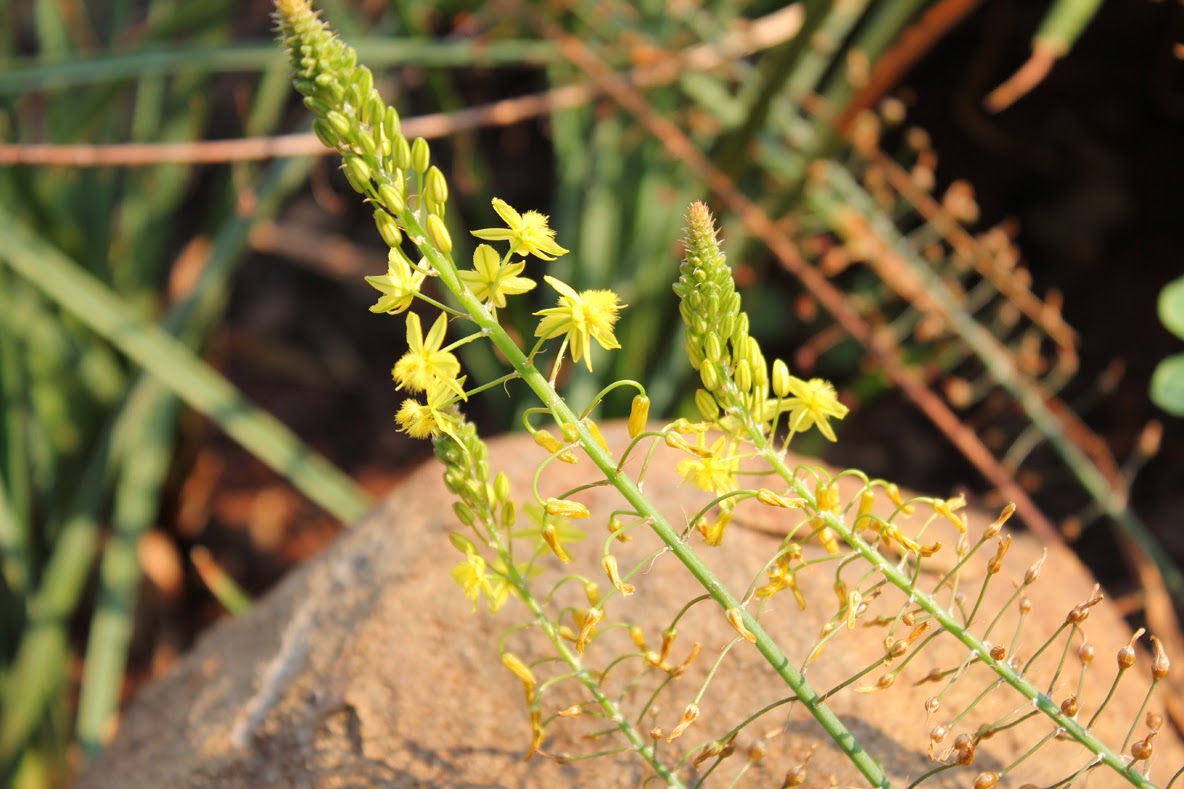 The Succulent and Cactus Lady : Bulbine frutescence