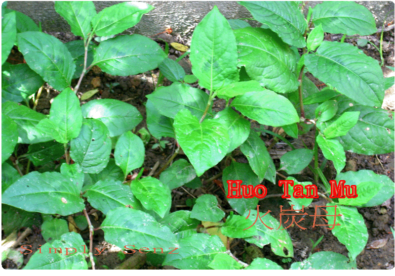 Simply Senz: Anti-cancer and Anti-inflammation Herbs Sabah Snake Grass 优遁草