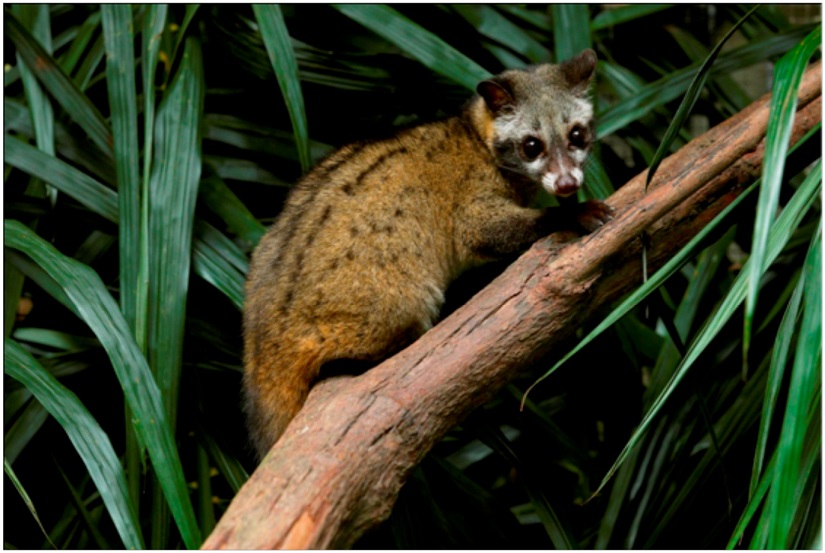 Animals in Tulu | Easy Tulu | Learn Tulu Language Online