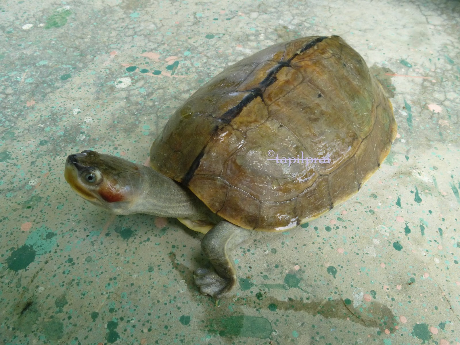 Nature in Nepal: Tortoises and Freshwater Turtles of Nepal and Their ...