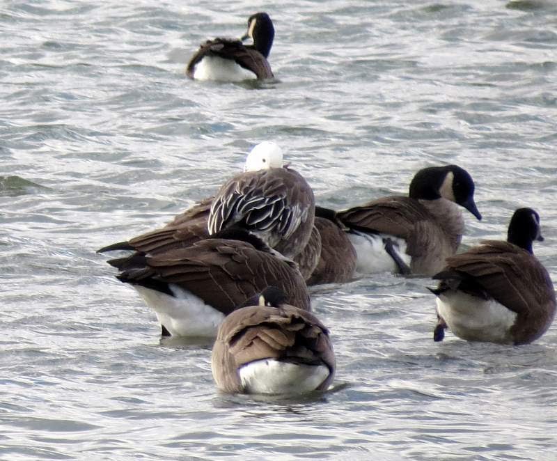 Blue Morph Snow Goose at Reesor Pond - Travels With Birds