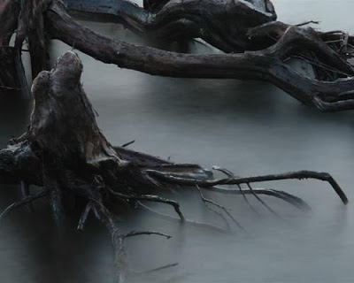 Victoria Phantasmagoria: Anthropomorphic Trees