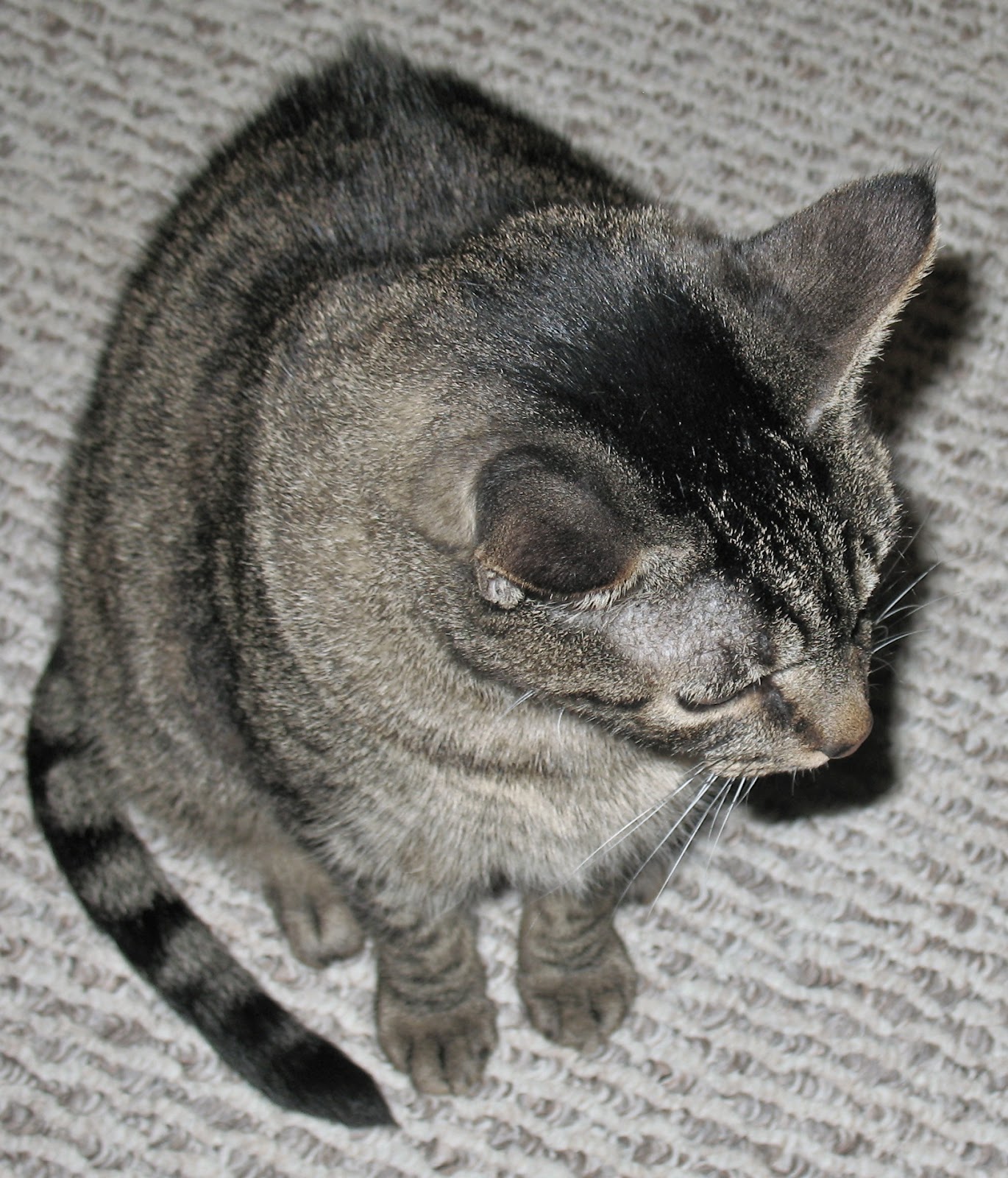 Things that make you go hmph ... - Momma Kat and Her Bear Cat