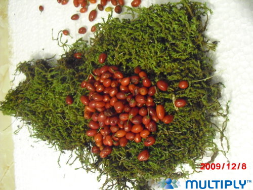 coca seeds semillas de coca: COCA SEEDS SEMILLAS DE COCA