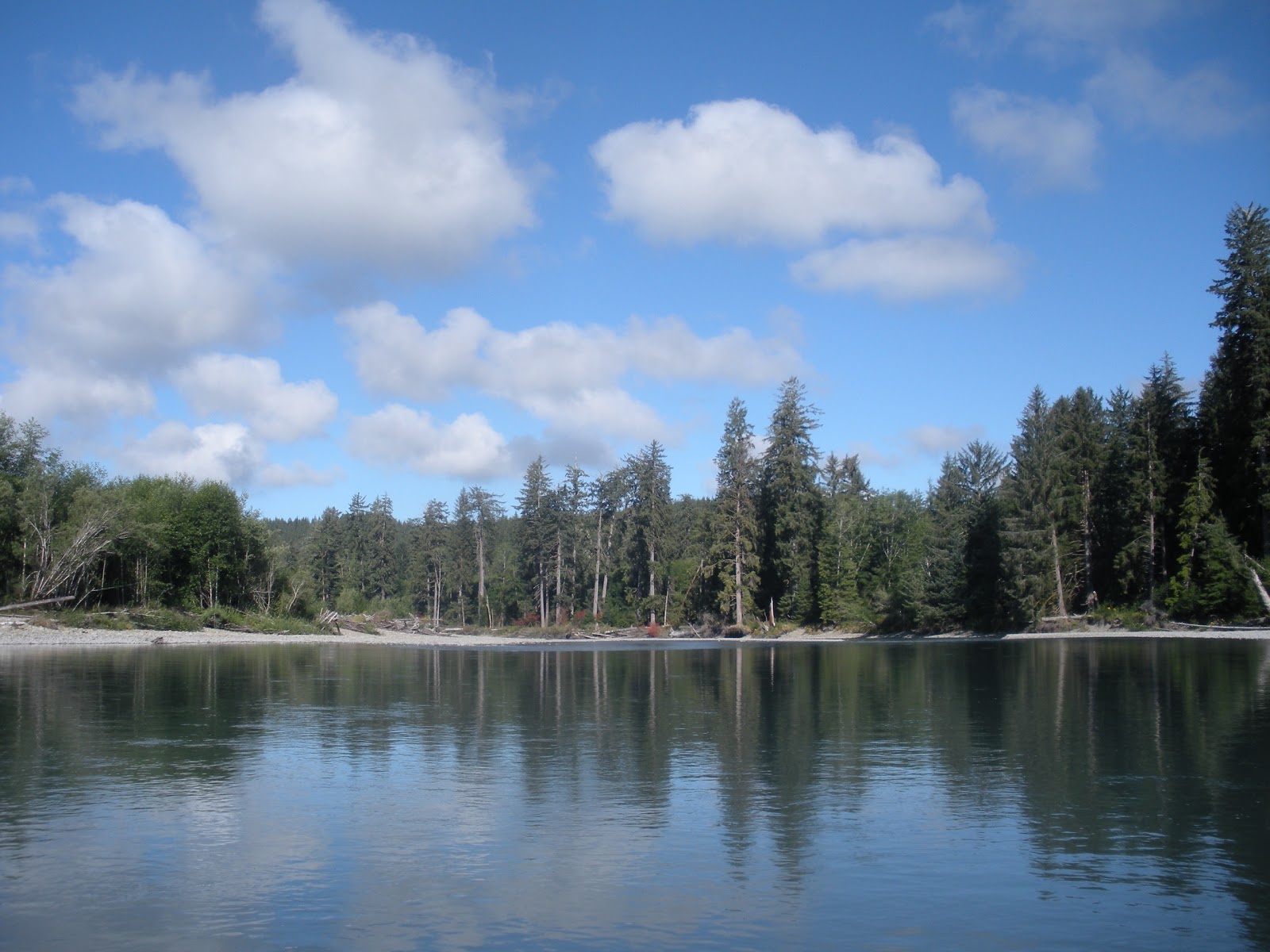 PAT NEAL WILDLIFE: Tale of 2 rivers: Elwha and Queets