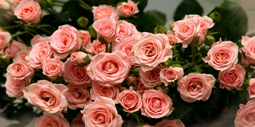 Twitter Headers 2014: Twitter Header - Pink Roses