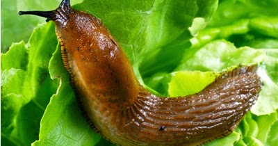 French Vocabulary Illustrated: limace