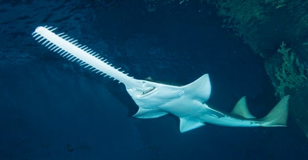 What Lurks Beneath: 5 Freaky Sharks That Own the Ocean