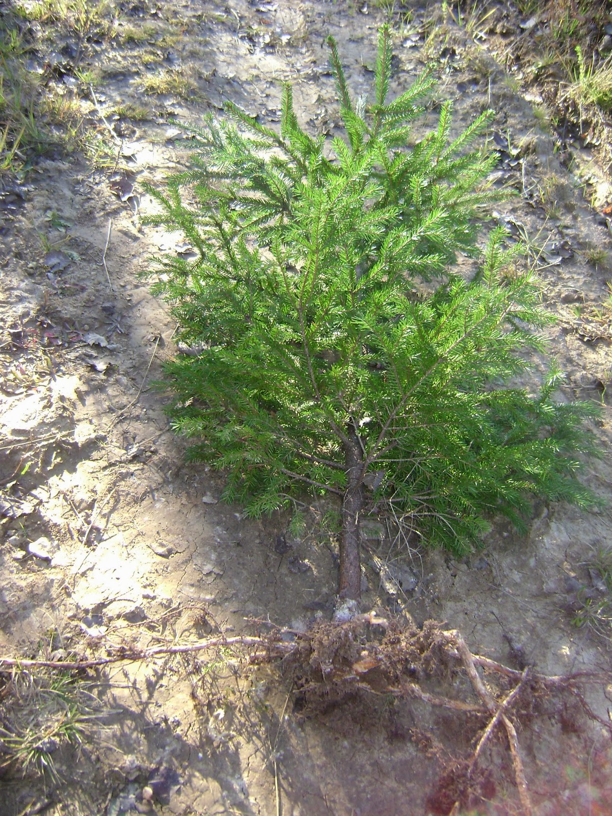 Pomi fructiferi si Arbusti - Material saditor: Plante dendrologice ...