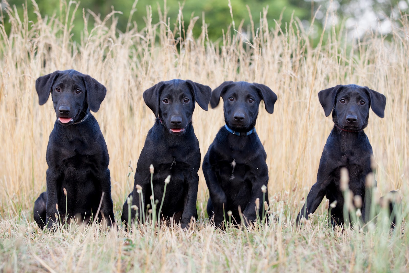 Gallery | UKLabradors.com
