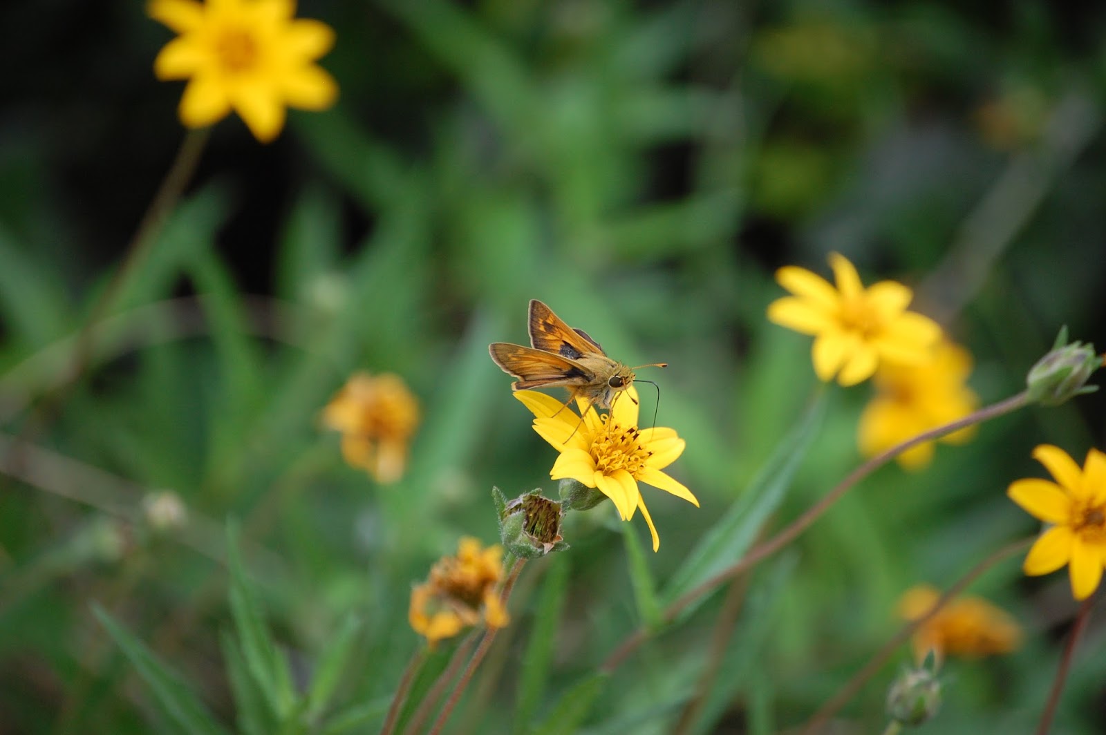 Friends of Hagerman National Wildlife Refuge: September Plant of the ...