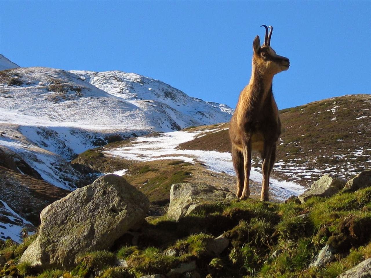 IMAGENES ETHEL: IMÁGENES DE LA FLORA Y FAUNA DE TURQUÍA Y LOS GLOBOS ...
