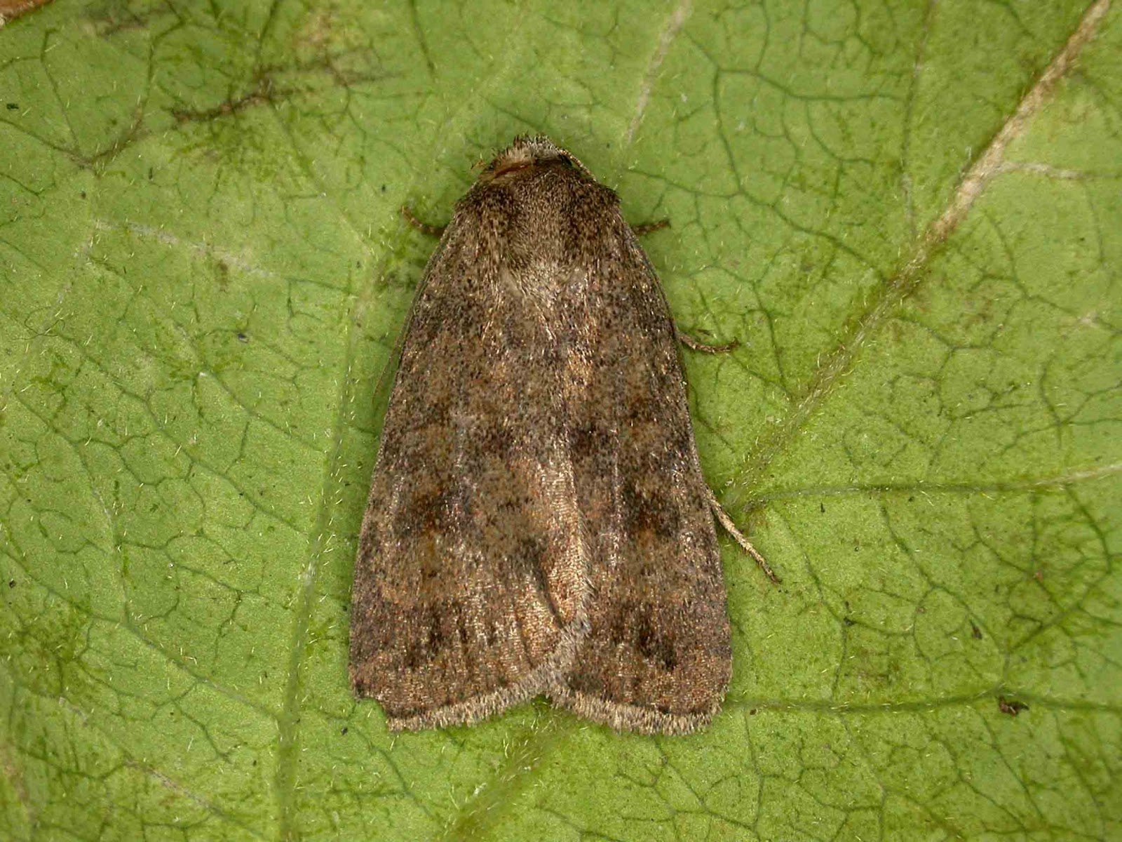 Darley Dale Wildlife: Mottled Rustic