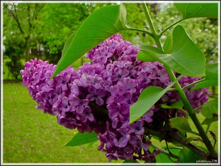 Prirodni proizvodi od ljekovitog bilja - Elvisa: JORGOVAN JE VEOMA ...