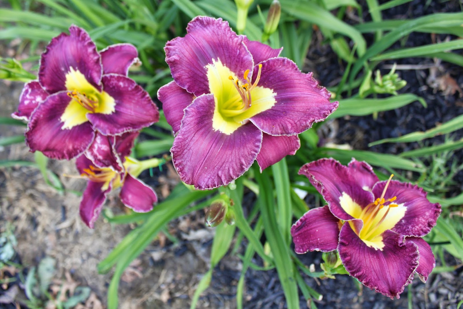 Lewis Daylily Garden: Applique patterns.