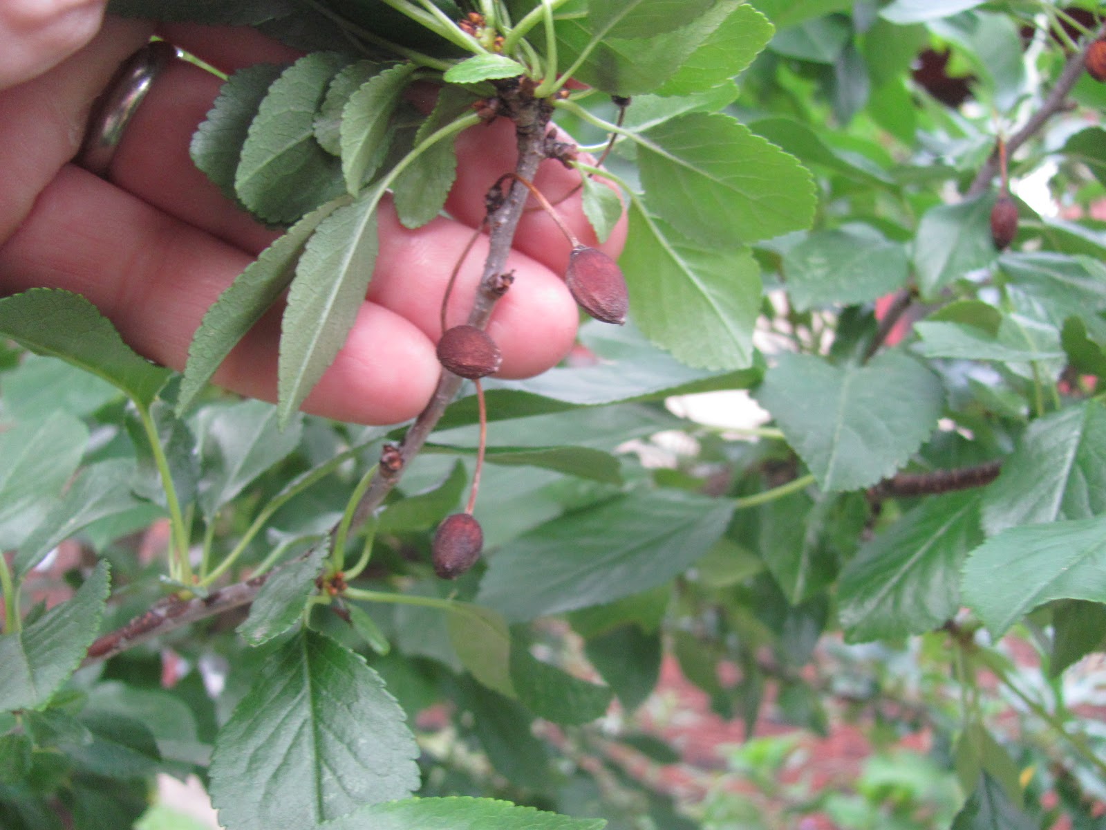eighth acre farm: success with apricots/ cherries: failure