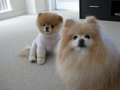 LEII Today: Pomeranian Boo