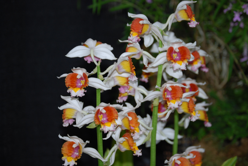 Acine orhideje info: Phaius