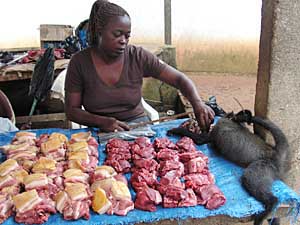 Biodiversity Science: Bushmeat hunting