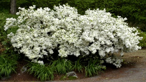 Tight Acres: In My Garden