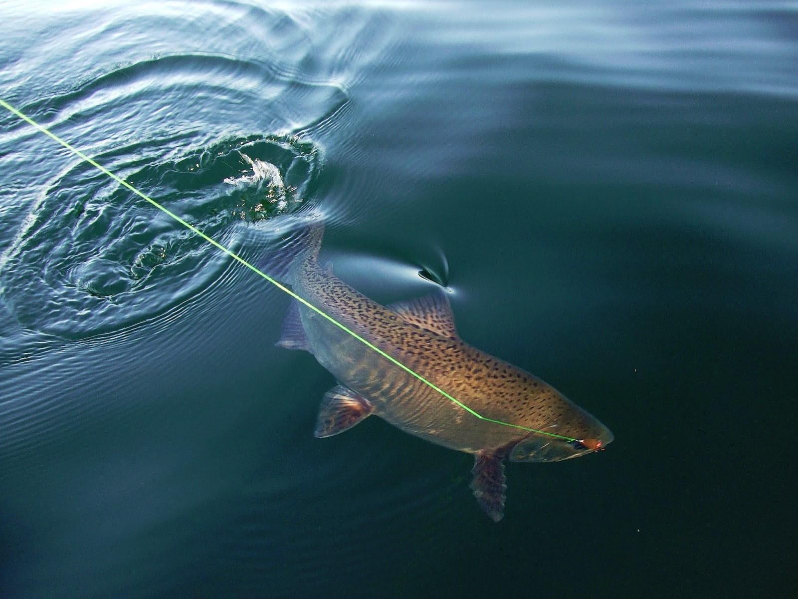 Best tasting freshwater fish - toyholoser