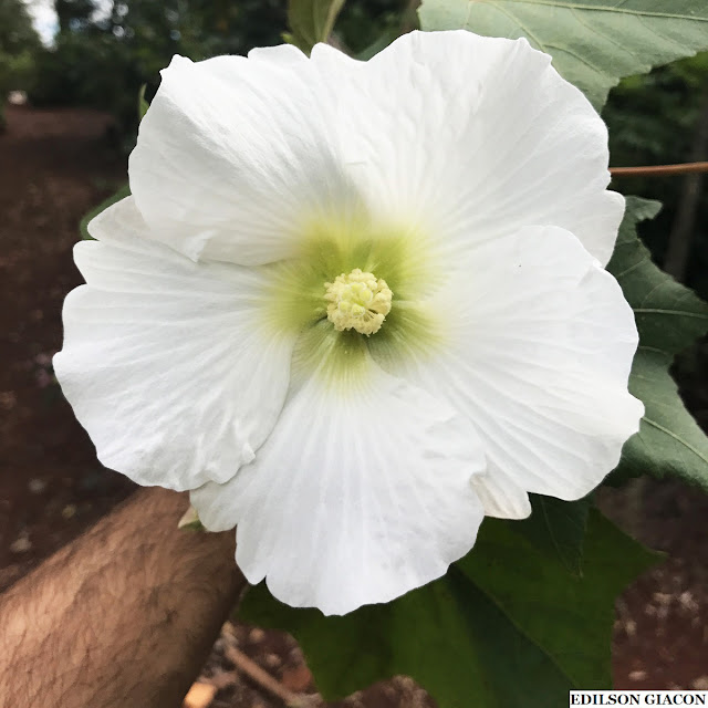 Viveiro Ciprest - Plantas Nativas e Exóticas: Rosa Louca ou Rosa Maluca ...