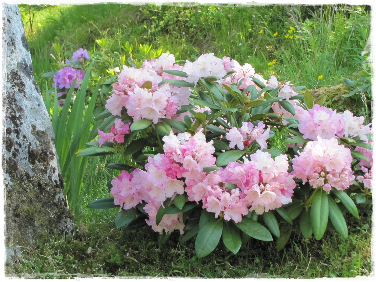MinHage: ROSA RHODODENDRON