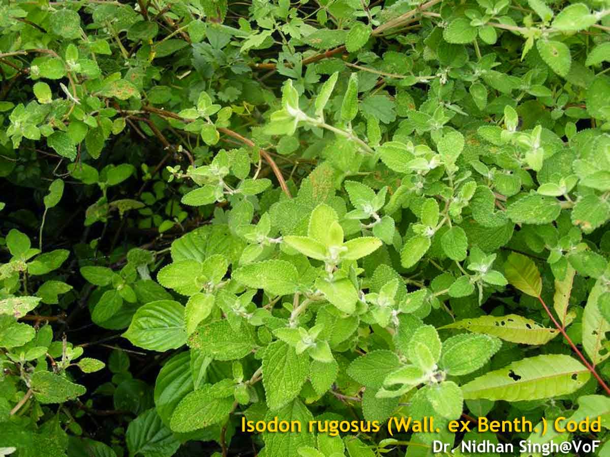 Medicinal Plants: Isodon rugosus, Wrinkled Leaf Isodon, chhichhri, 皱叶香茶菜