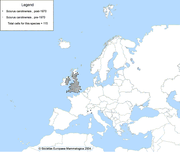 A Stoverview: Mammals of the British Isles - The Squirrel