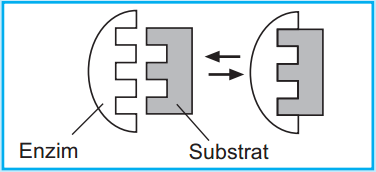 Komponen dan Cara Kerja Enzim ~ masarul.com